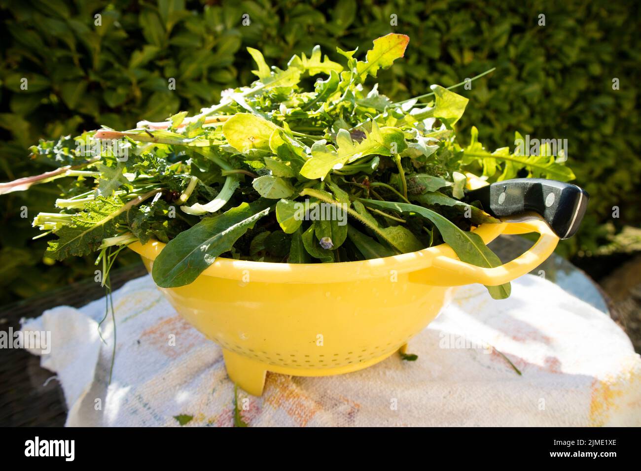 Spontaneous grass for food use Stock Photo - Alamy