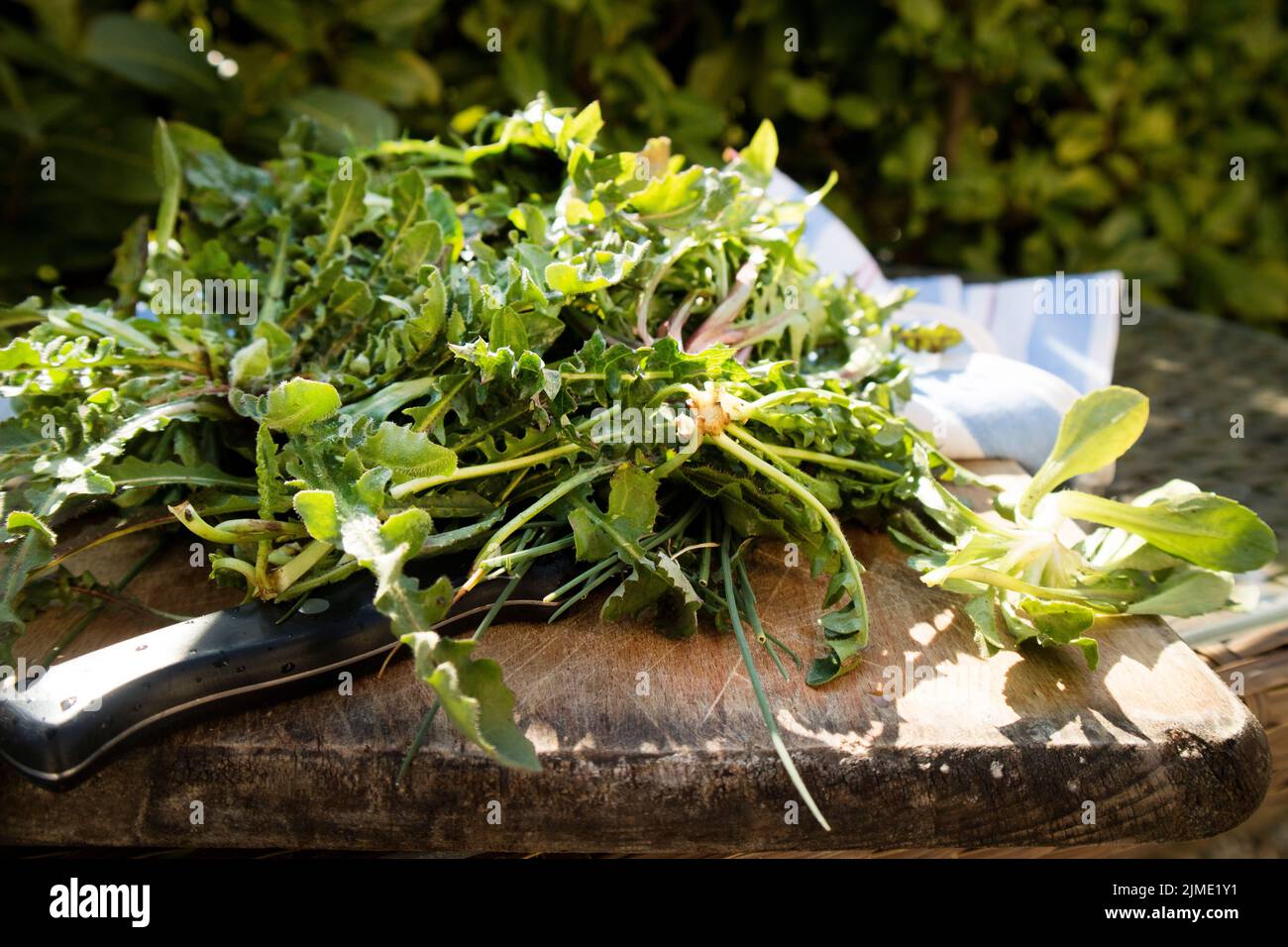 Spontaneous grass for food use Stock Photo - Alamy