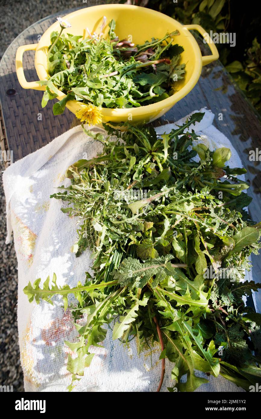 Spontaneous grass for food use Stock Photo - Alamy