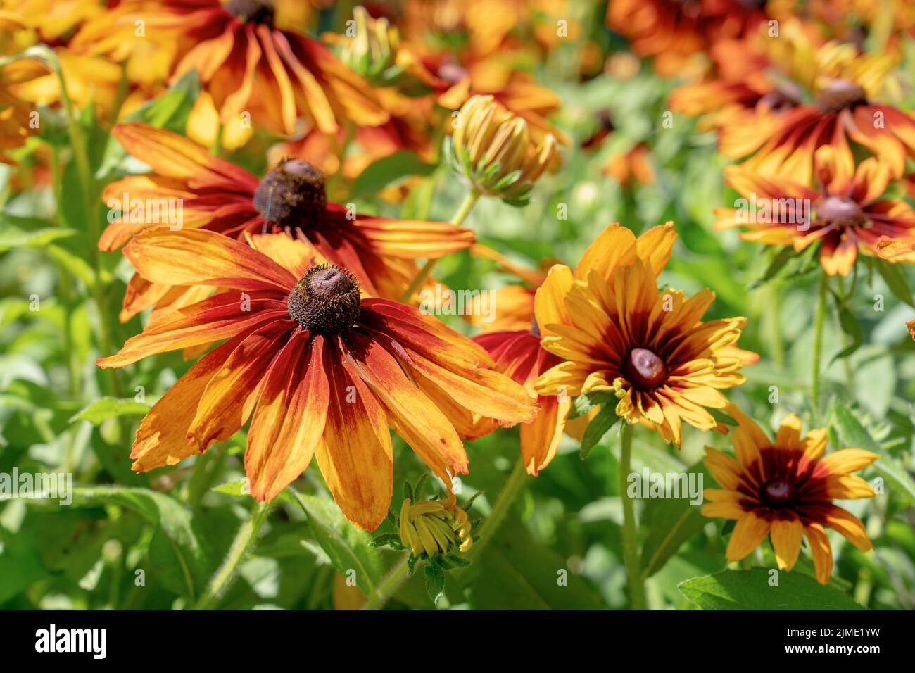 Black eyed Susan flower in summer garden Field, background Stock Photo ...