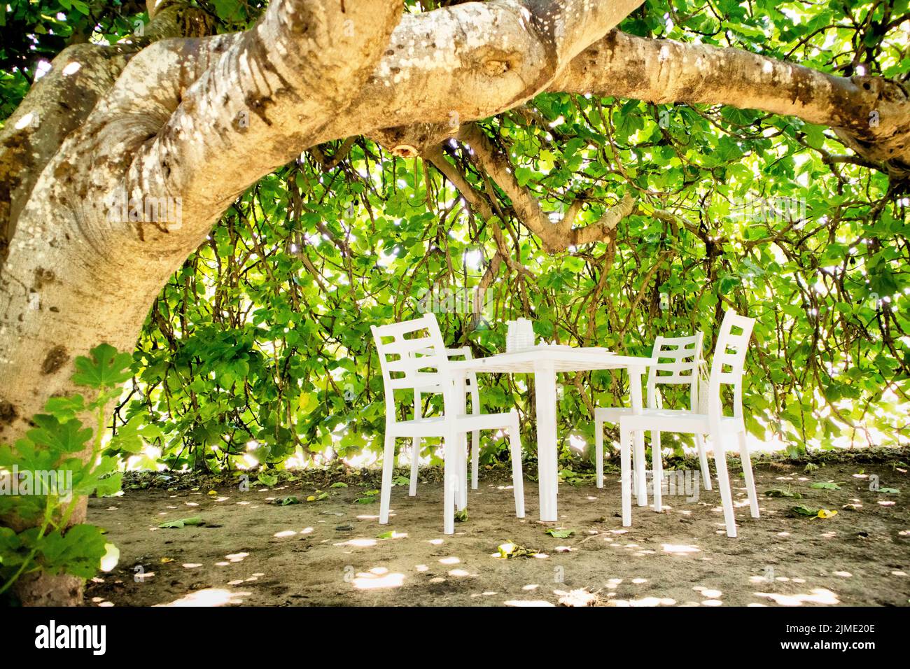 Relaxation area under a fig tree Stock Photo - Alamy