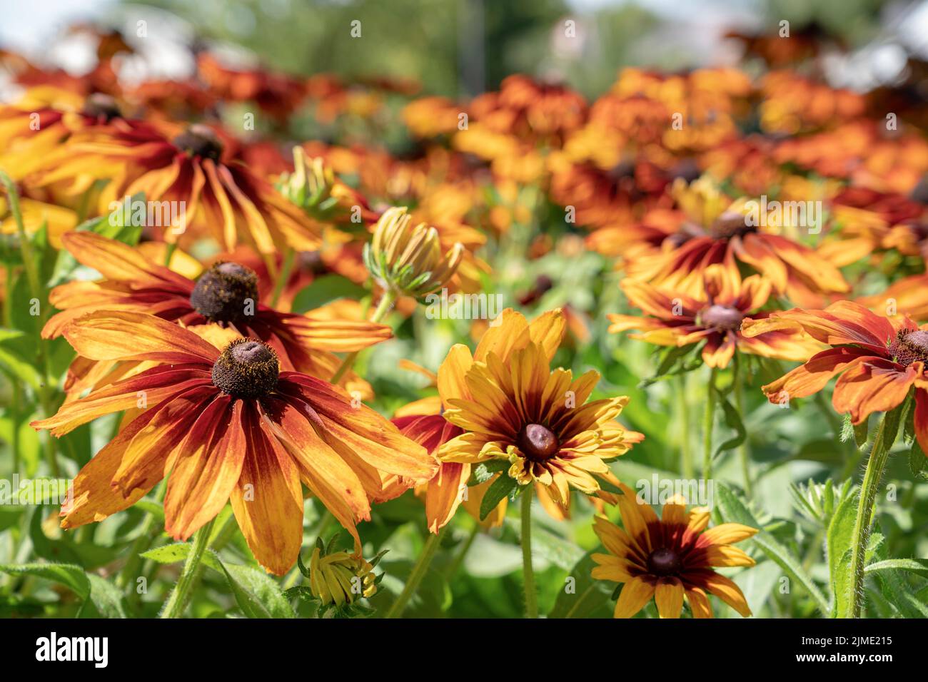 Black eyed Susan flower in summer garden Field, background Stock Photo ...