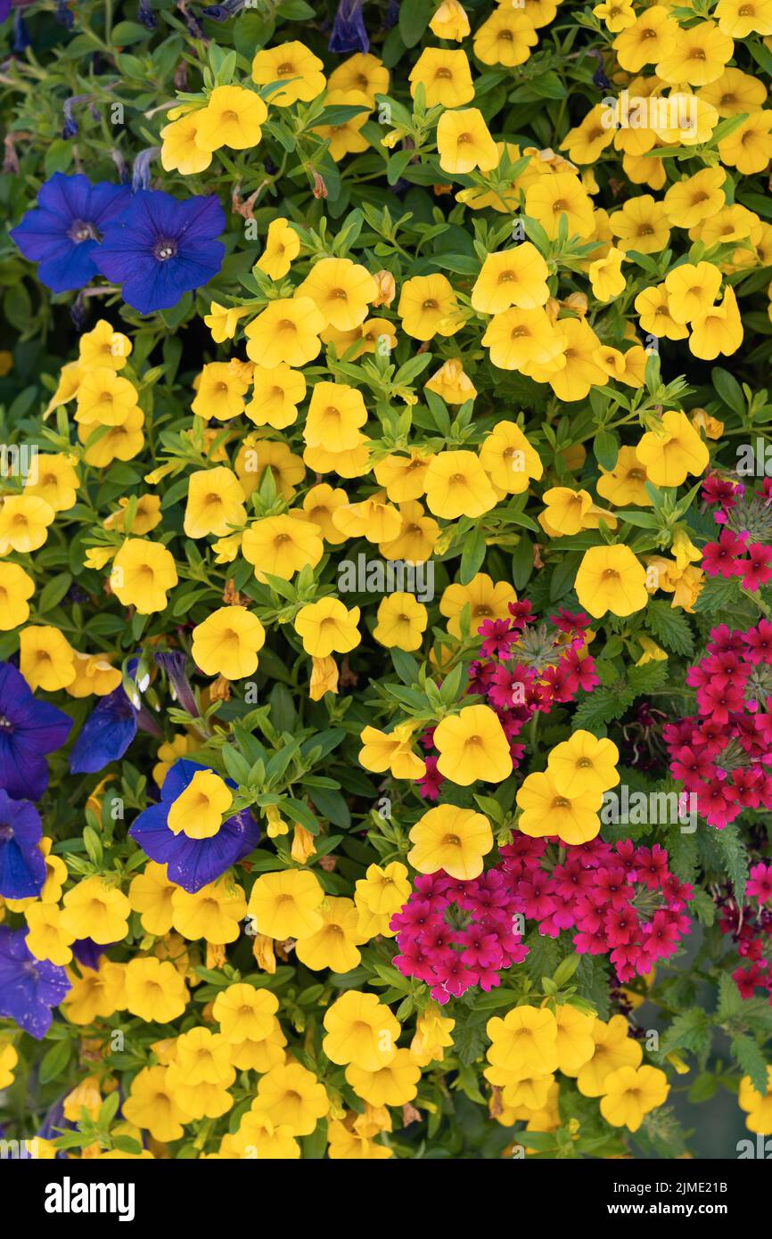 View different blooming spring flowers hi-res stock photography and ...