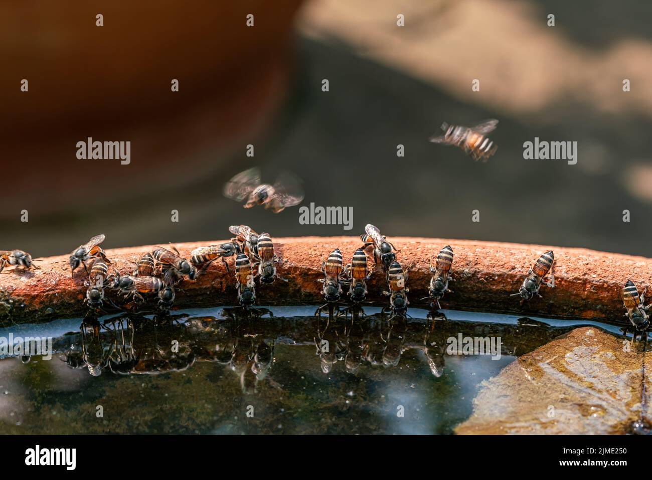 Closeup view group of honey bees flying, walking and drinking water at ...