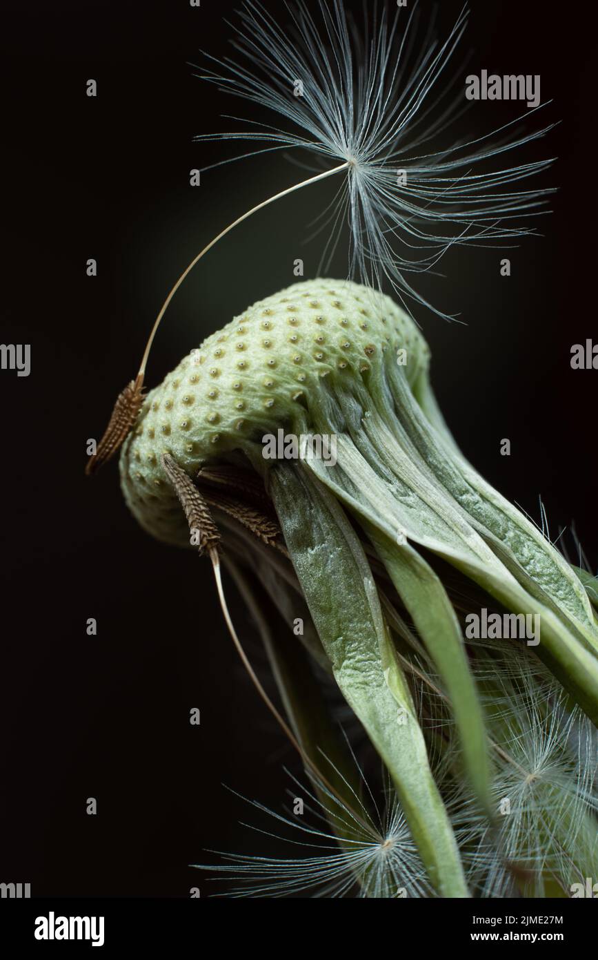Dandelion seed hi-res stock photography and images - Alamy