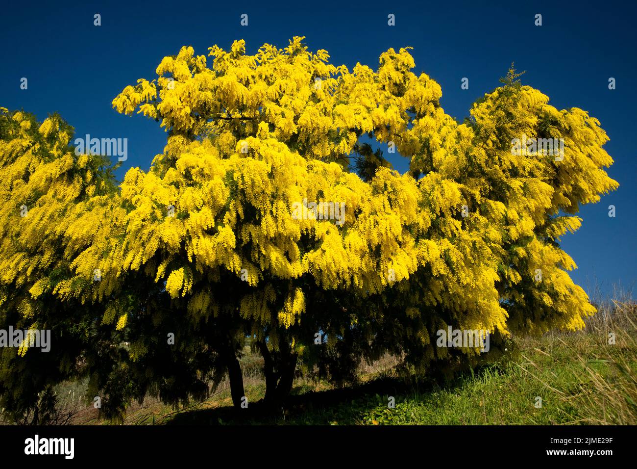 The yellow flower of Mimosa Stock Photo - Alamy