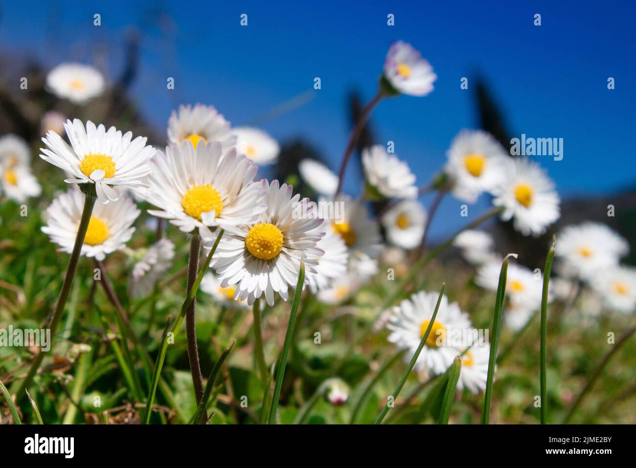 Small yellow wild flower hi-res stock photography and images - Alamy