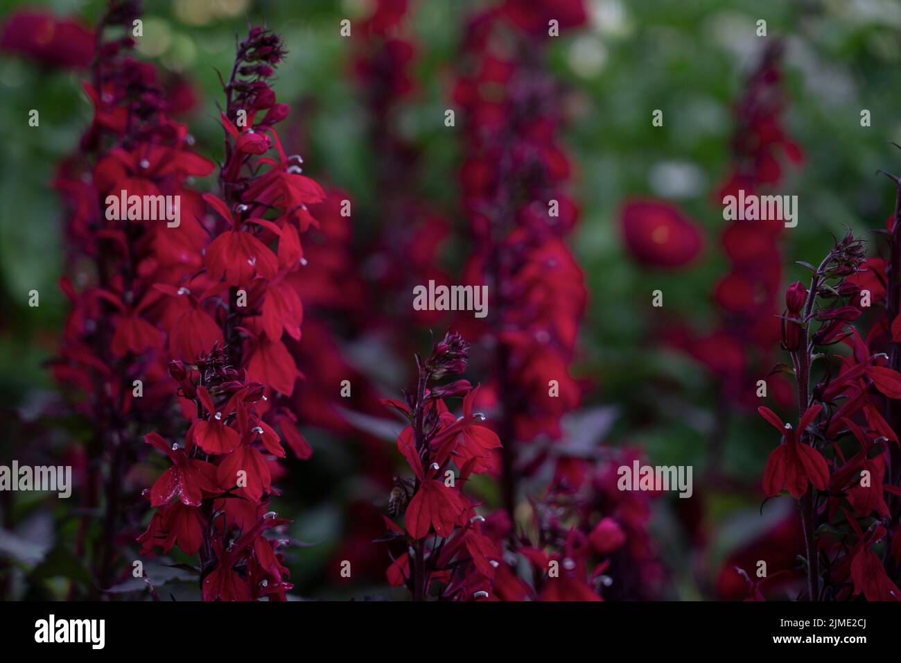 beautiful red snapdragon flowers in the gardenor Compliment Deep Red ...