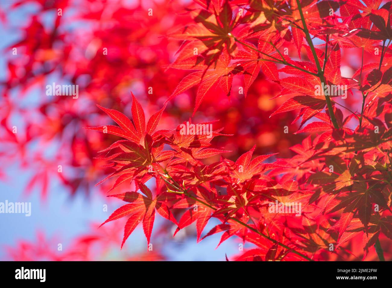 The leaves of red maple Stock Photo - Alamy