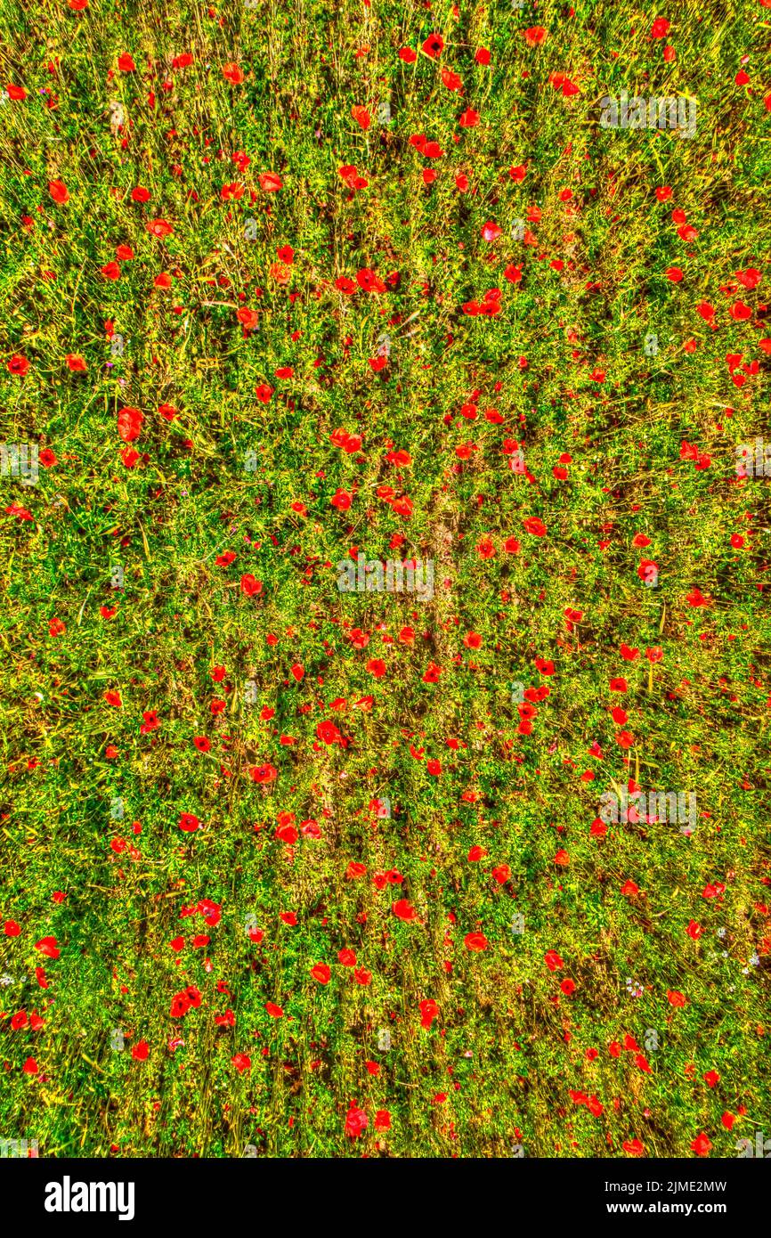 Poppy and grass hi-res stock photography and images - Alamy