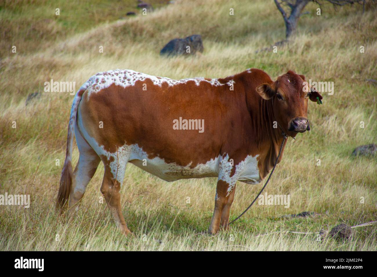 A closure shot of a brown and white Nguni cow in a green field, Port ...