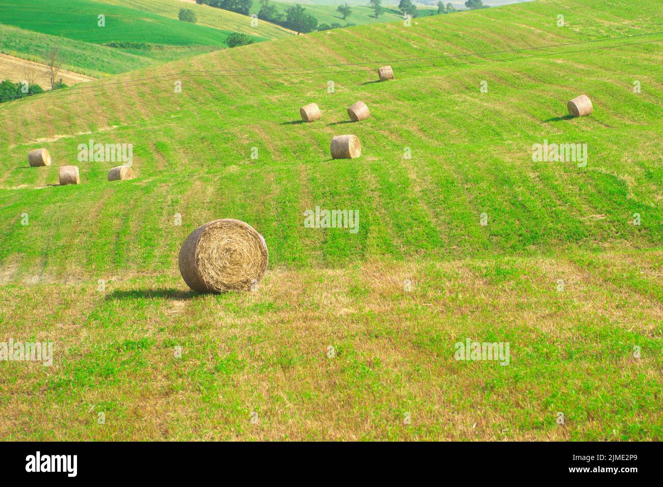 Hay harvest in Tuscany Stock Photo - Alamy