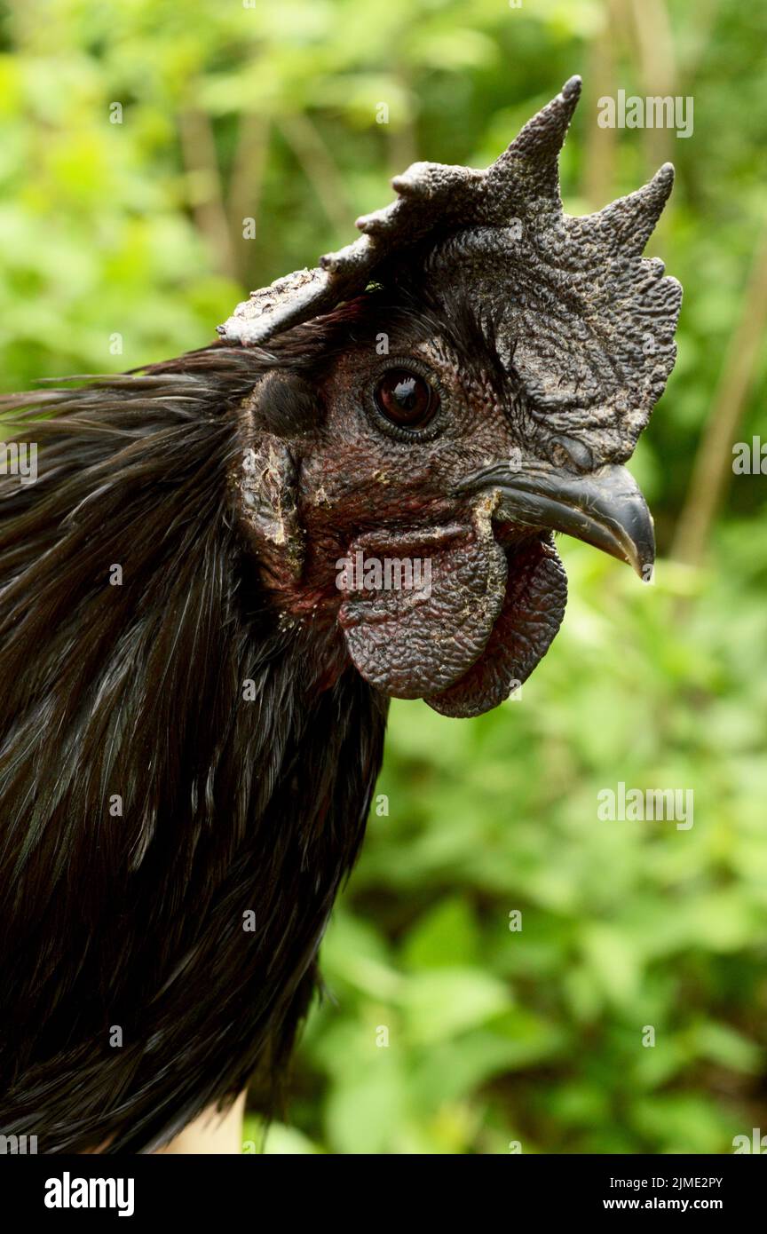 Ayam Cemani Chicken Stock Photo - Alamy
