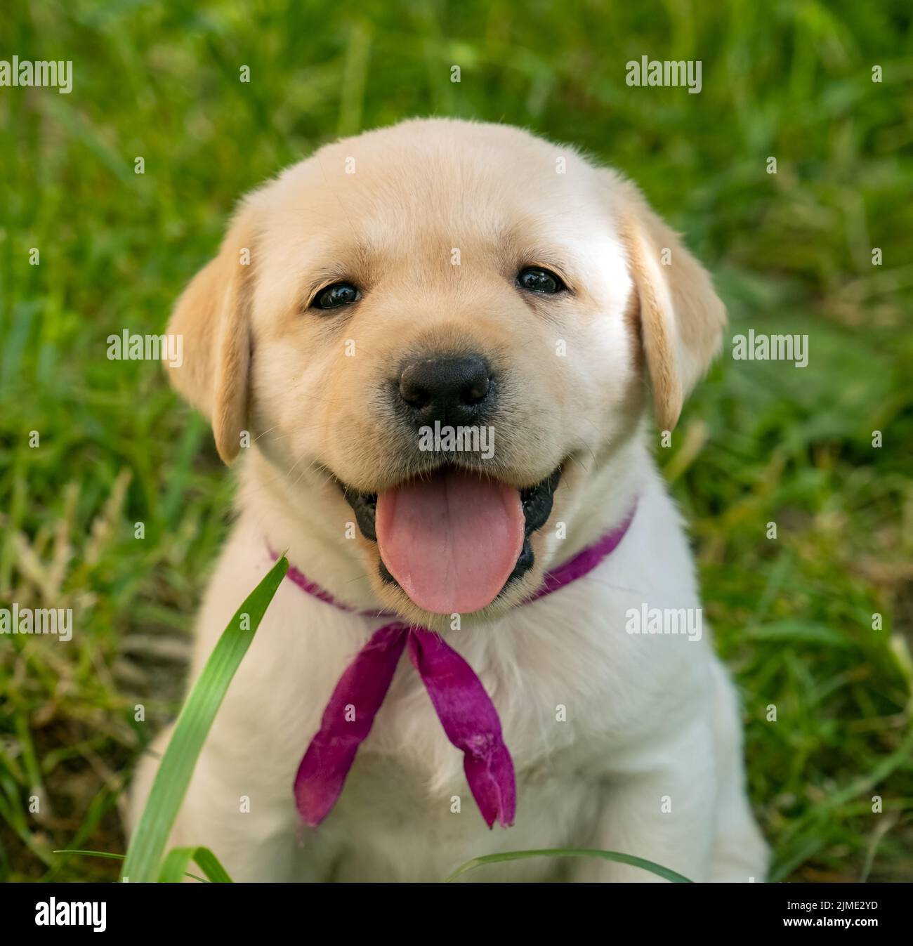 Labrador puppy in green grass Stock Photo - Alamy