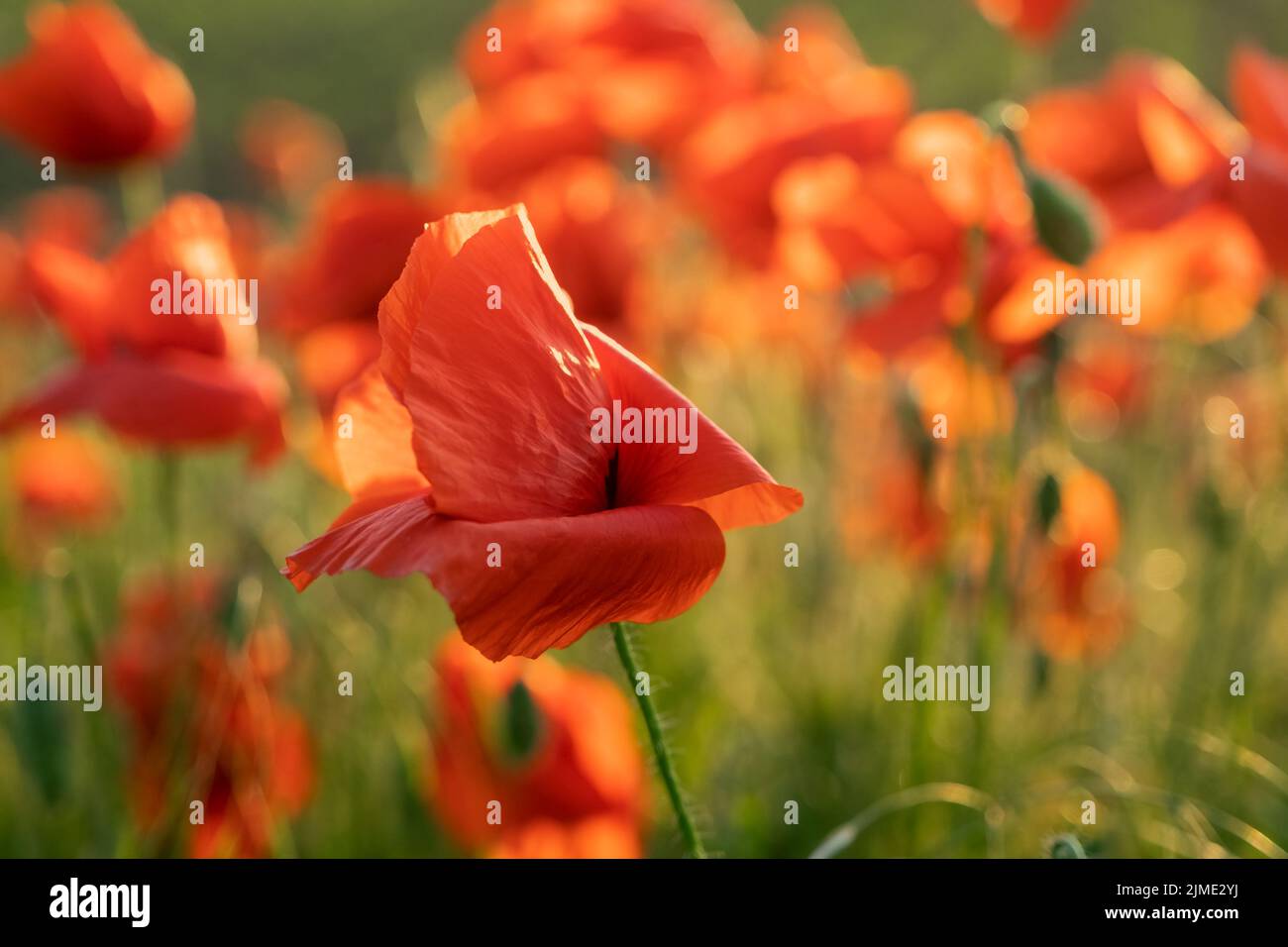 Blooming red poppy flowers Stock Photo - Alamy