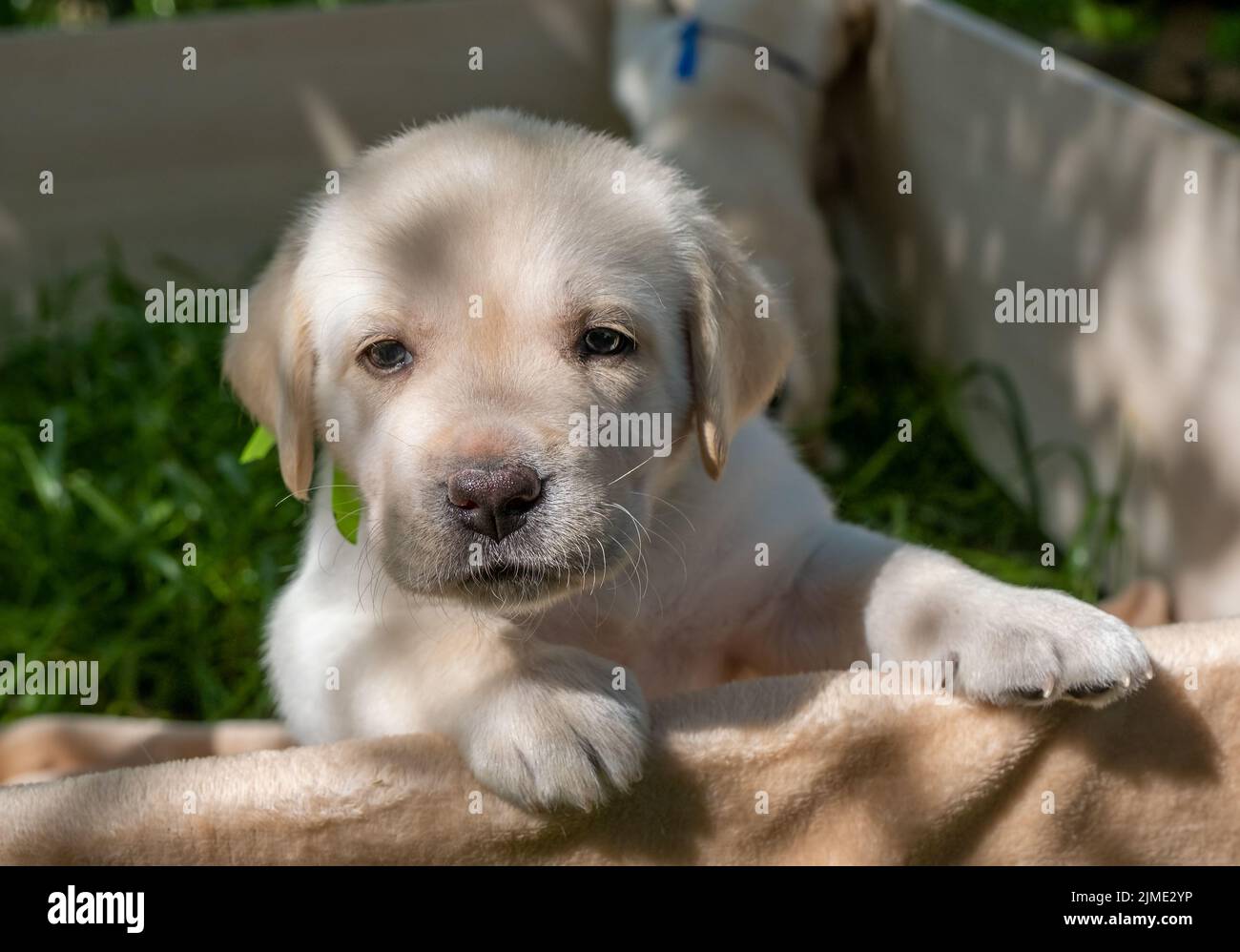 Cute young yellow labrador hi-res stock photography and images - Alamy