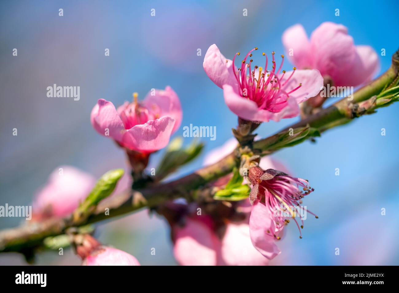 Peach tree flowers at spring Stock Photo - Alamy