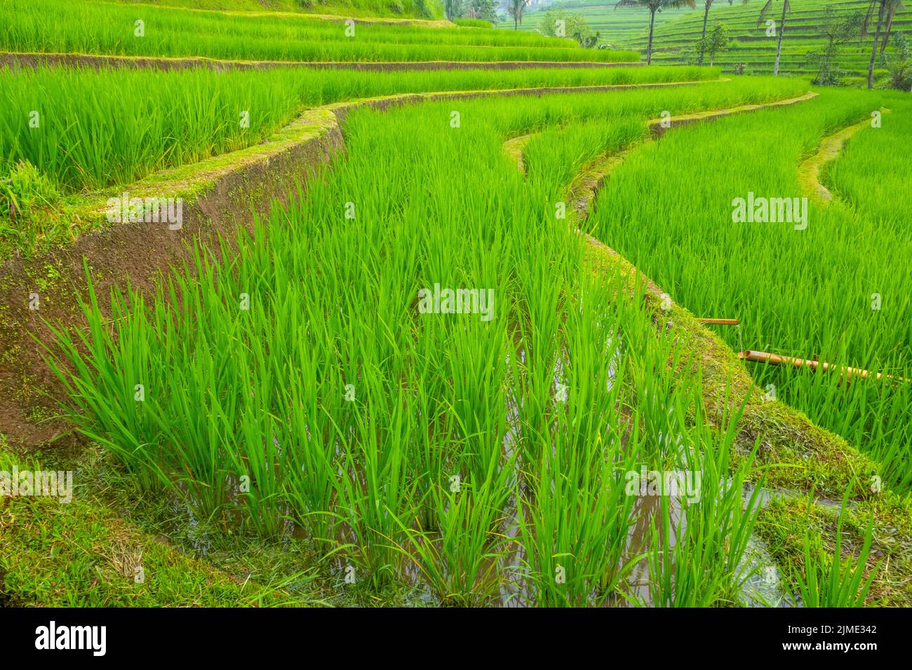 Lush terraced fields tropical hi-res stock photography and images - Alamy