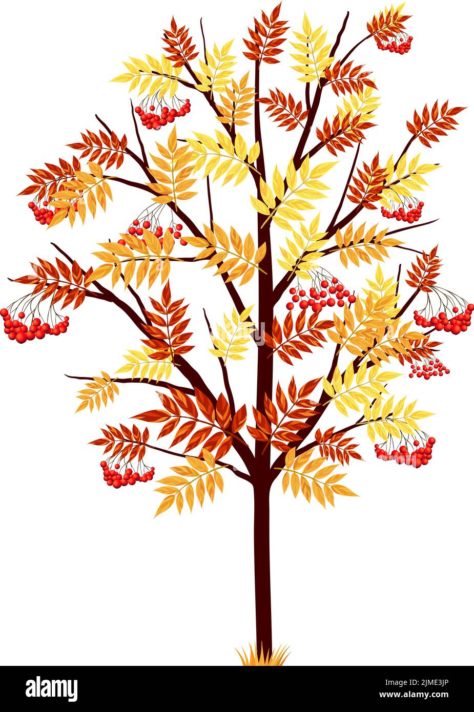 Autumn Maple Tree With Falling Leaves on White Background. Elegant ...