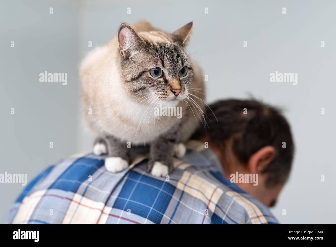 Devoted cat sitting on a man's back Stock Photo - Alamy