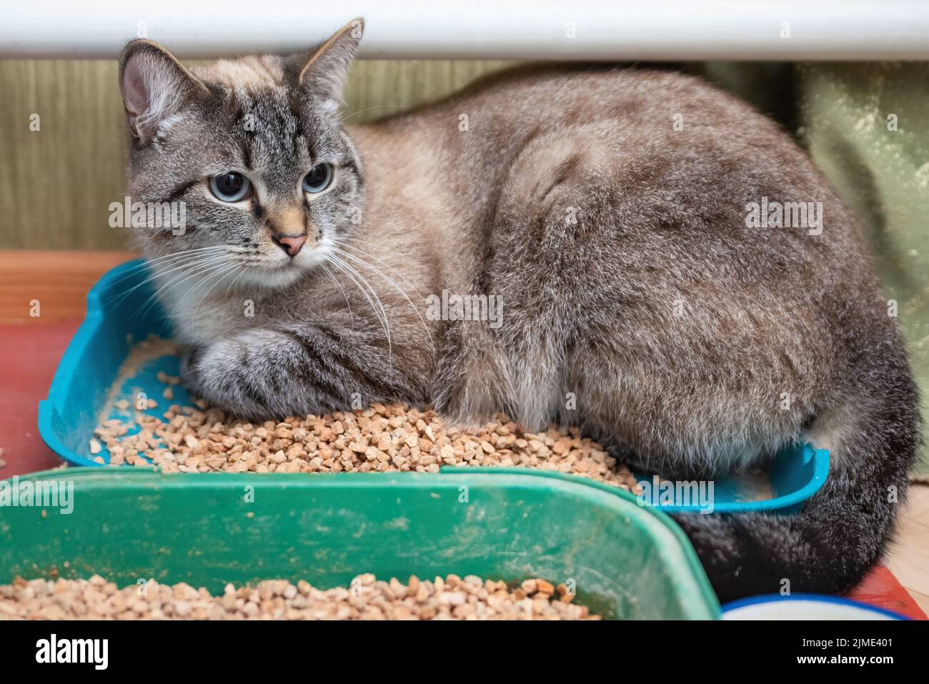 Neat cat litter box hi-res stock photography and images - Alamy