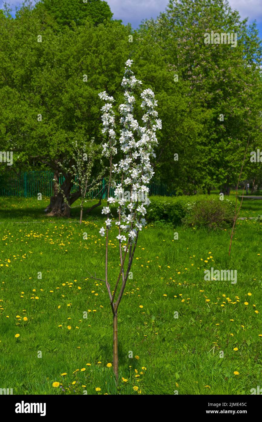Small flowering apple tree Stock Photo - Alamy