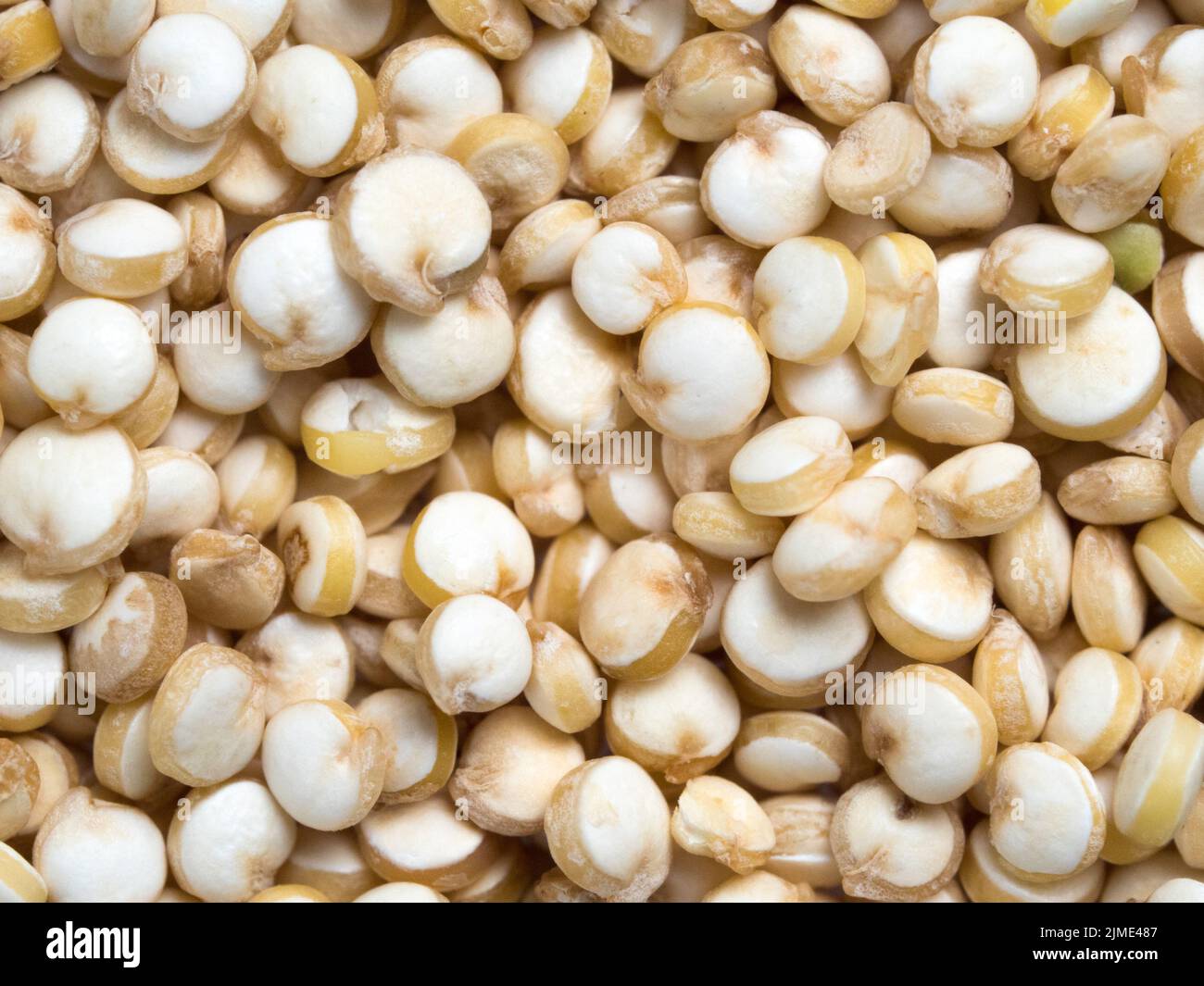 Grain of quinoa Stock Photo - Alamy