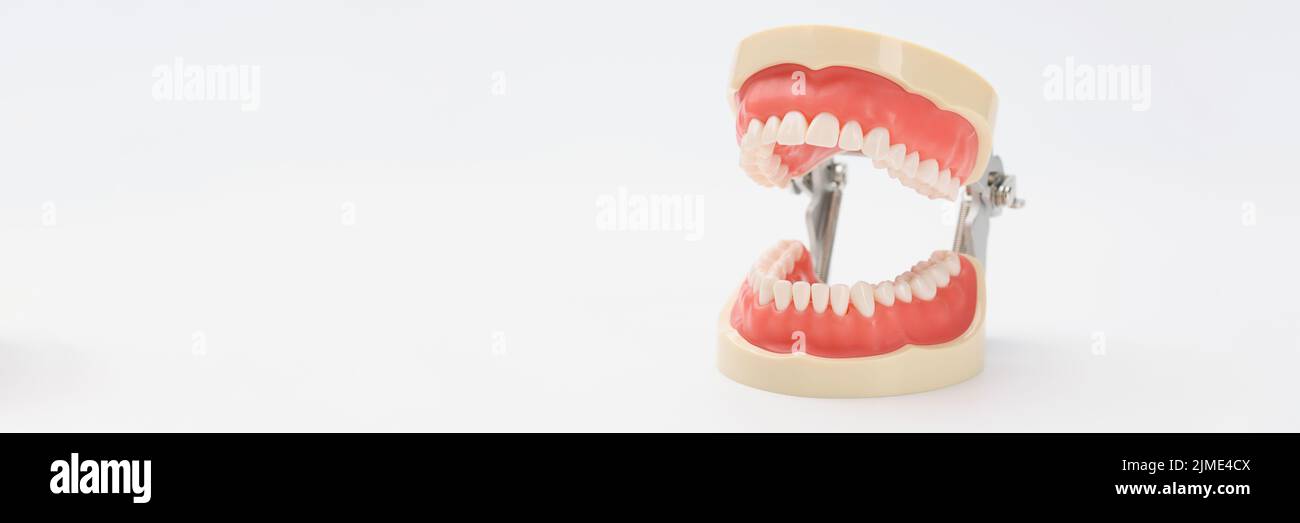 Plastic model of an open jaw on a white background Stock Photo - Alamy
