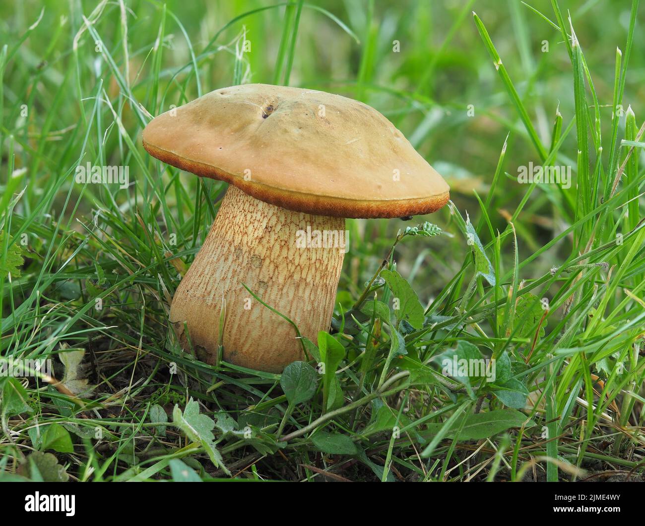 Lurid Bolete mushroom Stock Photo - Alamy