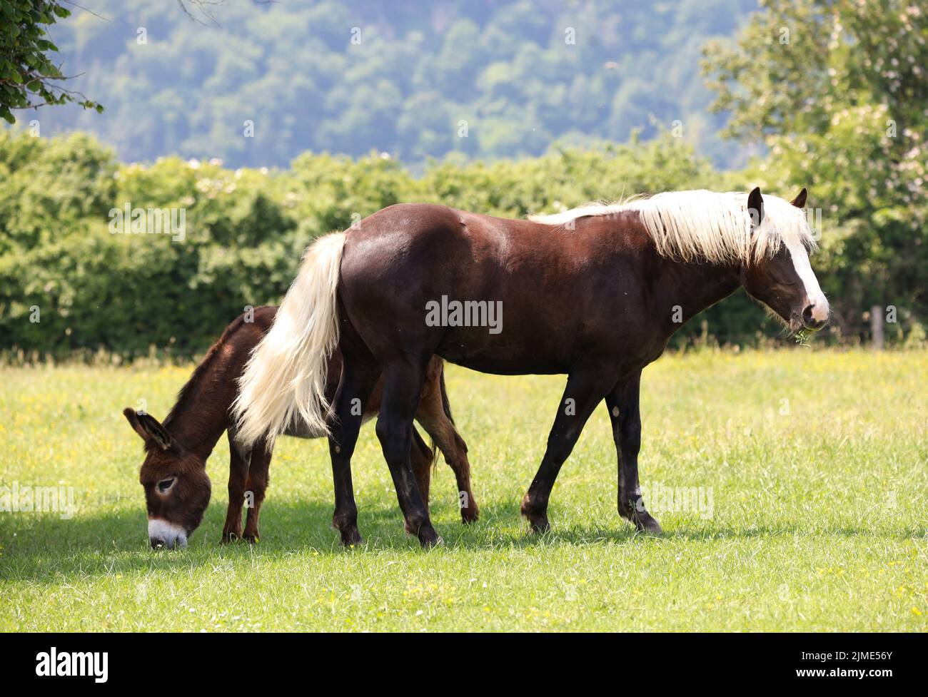 A horse and a donkey on a meadow Stock Photo - Alamy