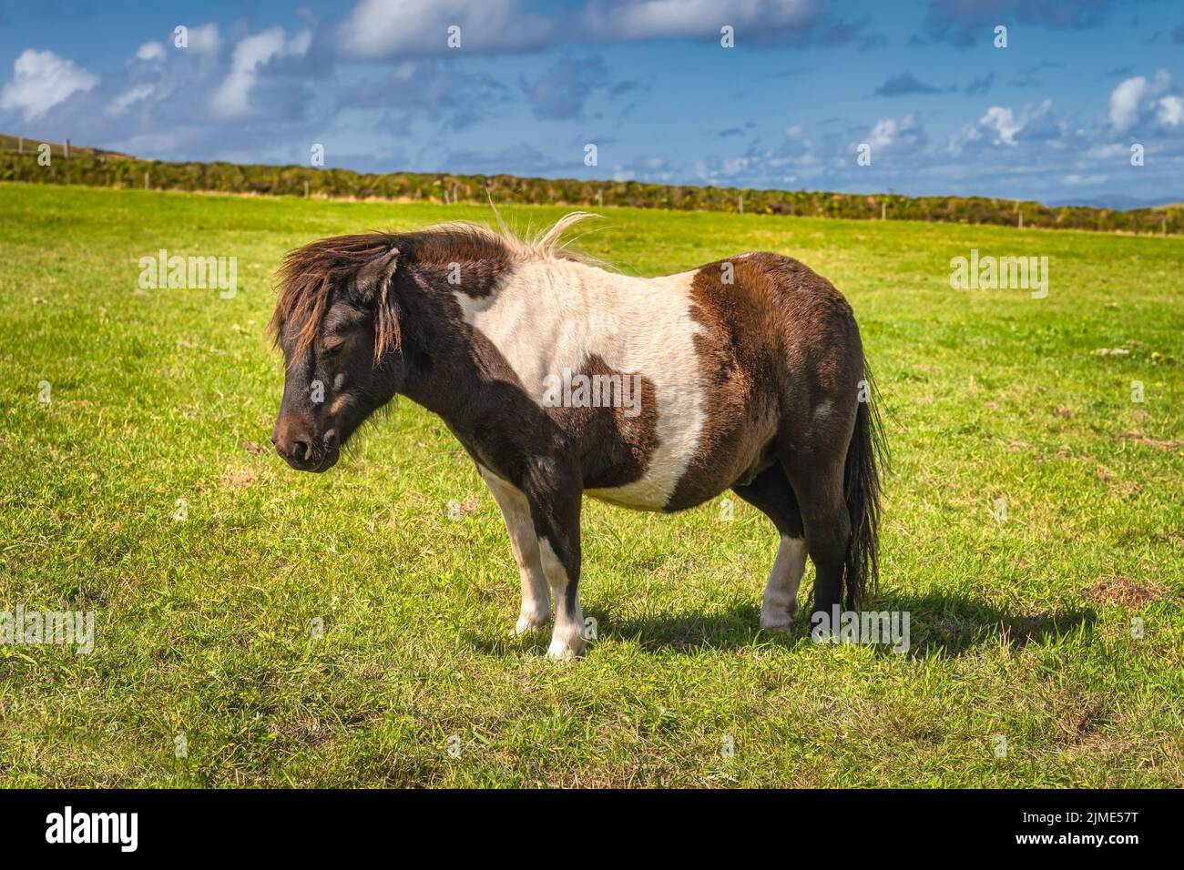 Miniature horse on farm hi-res stock photography and images - Alamy