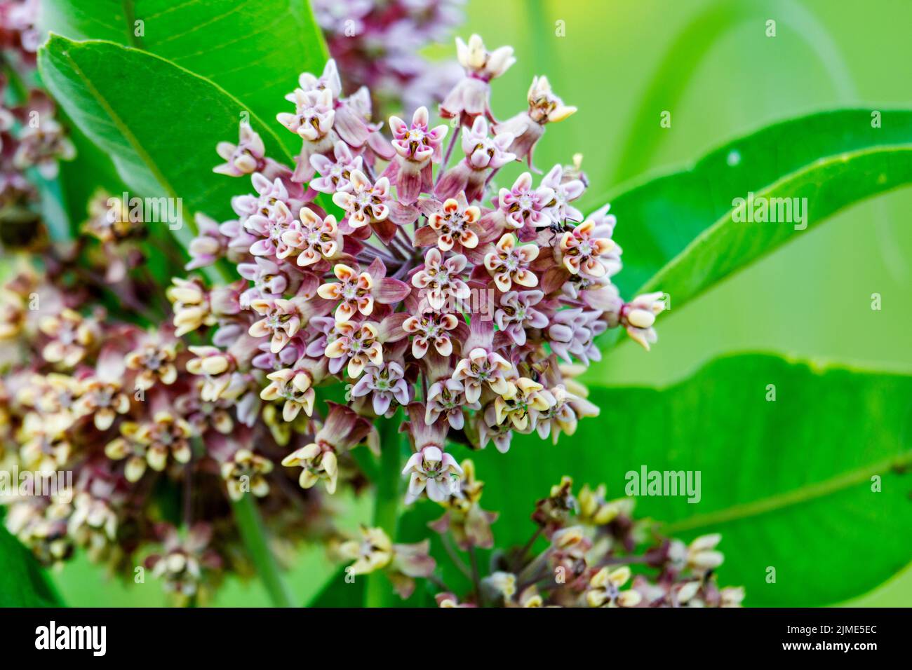 Common Milkweed blooms in mid summer in Waukesha County, Wisconsin ...
