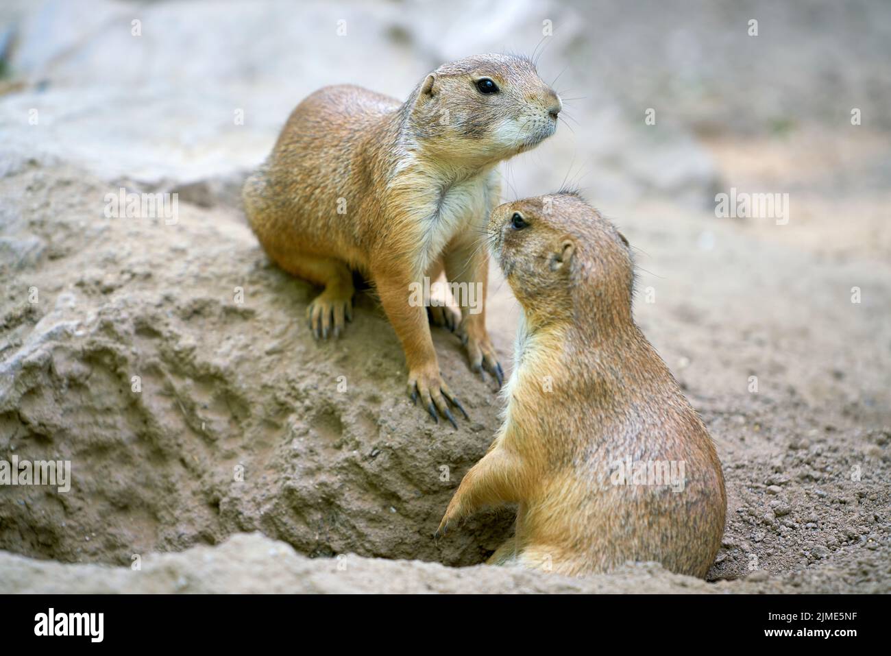 Two black-tailed prairie dogs (Cynomys ludovicianus Stock Photo - Alamy