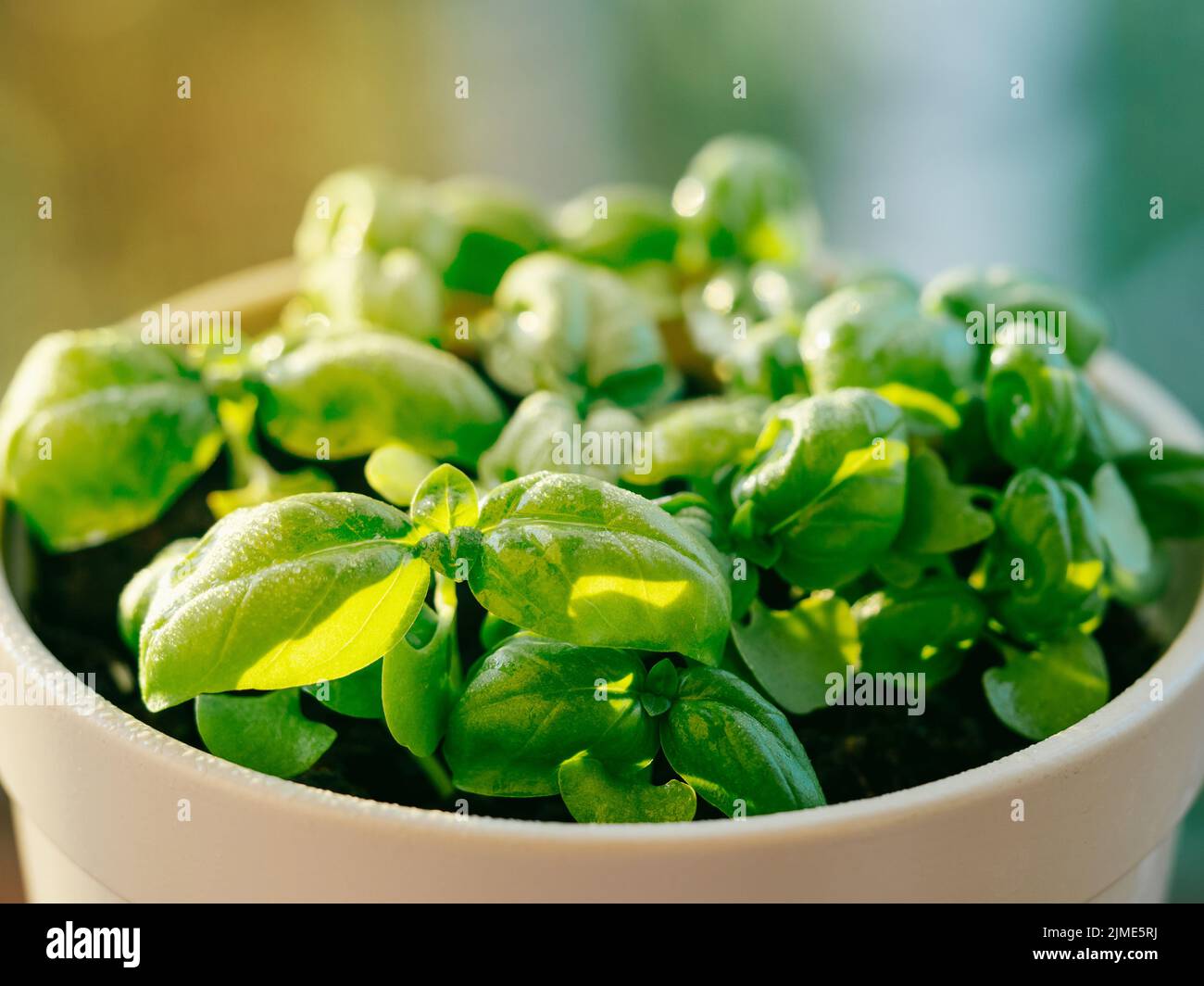 Fresh green potted basil plant in sunset sunbeam Stock Photo - Alamy