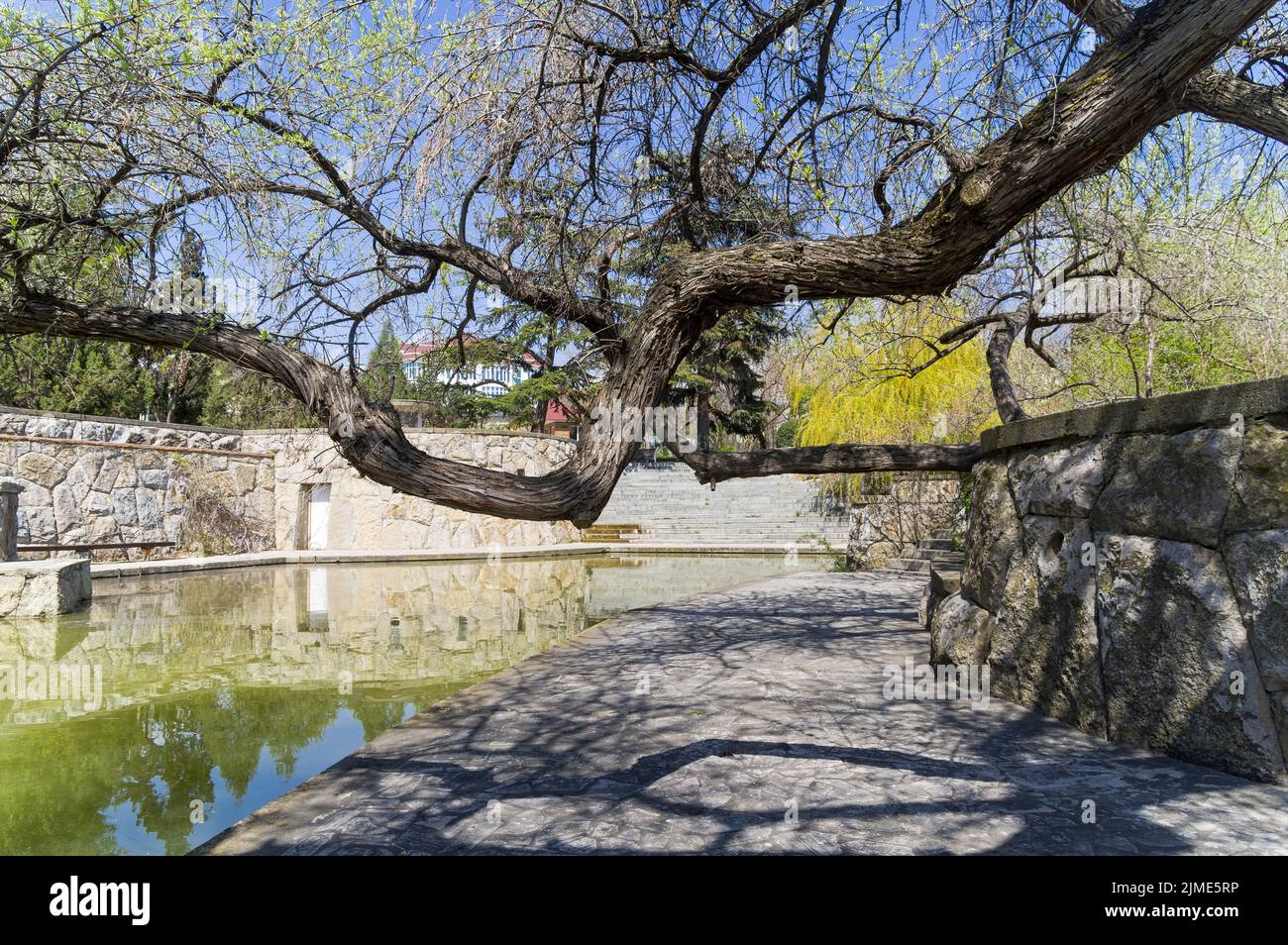 The branches of a large tree hang over the surface of the water Stock ...