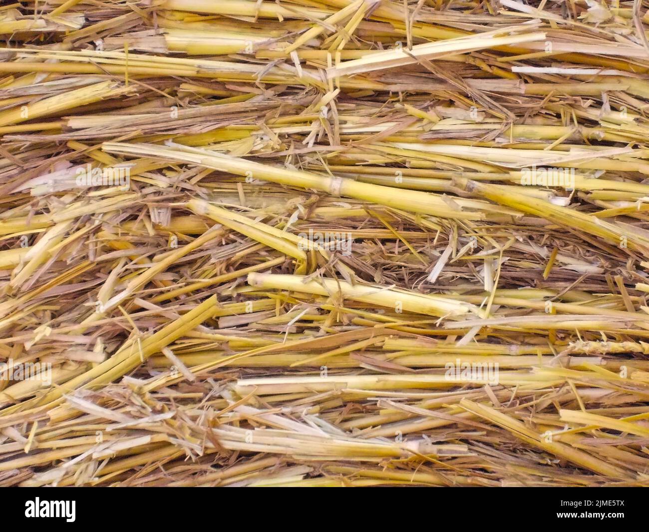 Texture wheat hi-res stock photography and images - Alamy