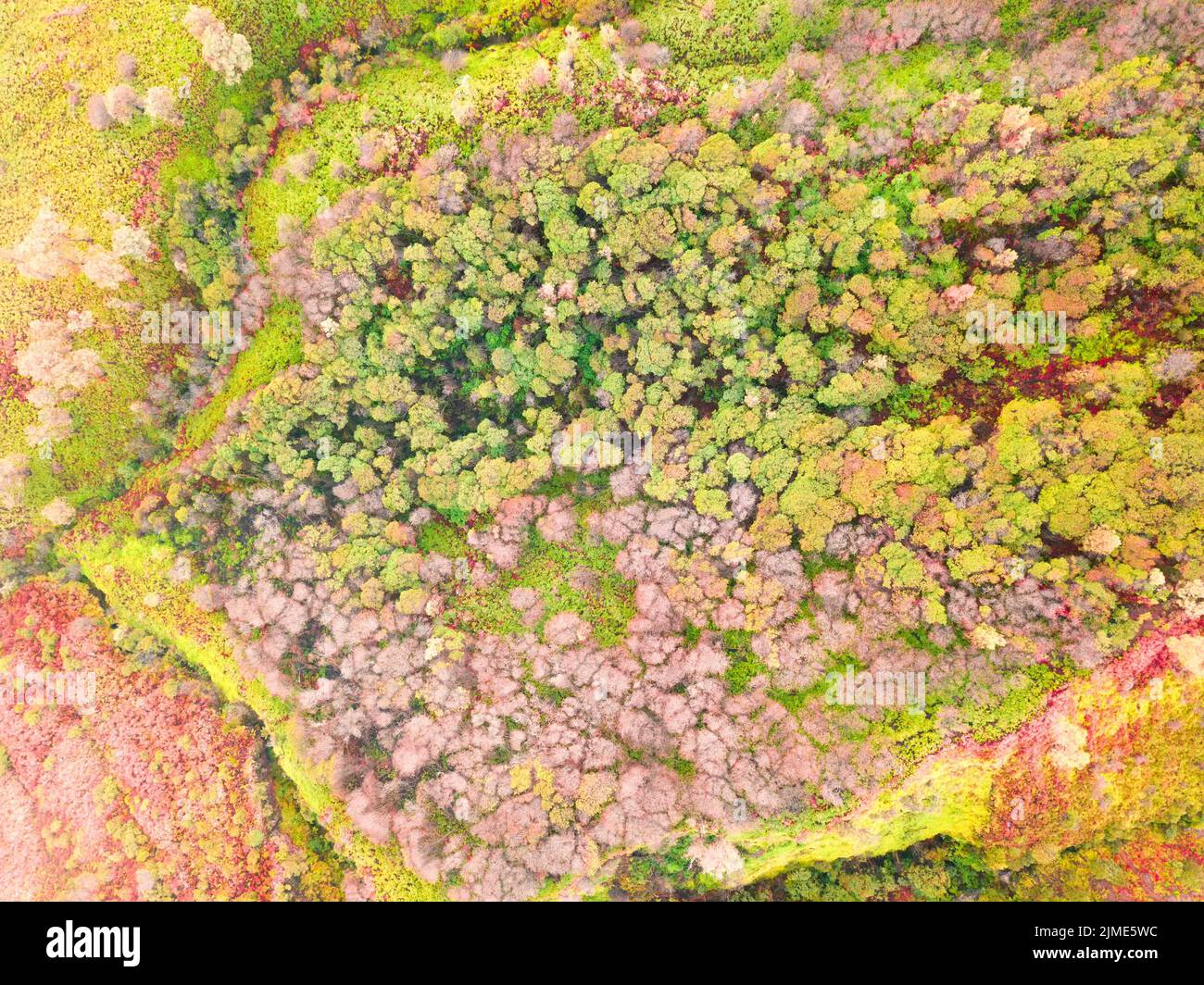 Green forest blooming trees aerial hi-res stock photography and images ...