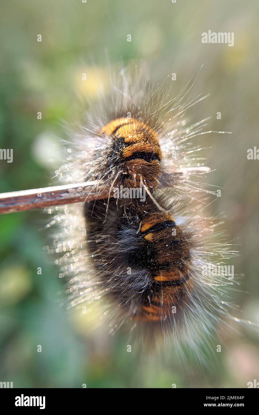 Long hair closeup backlight hi-res stock photography and images - Alamy