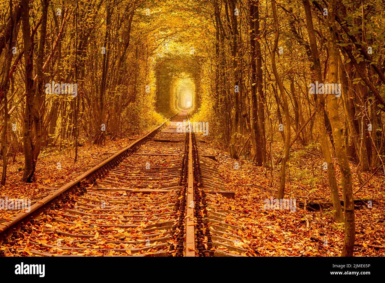 Autumn Railway Forest Tunnel Stock Photo - Alamy