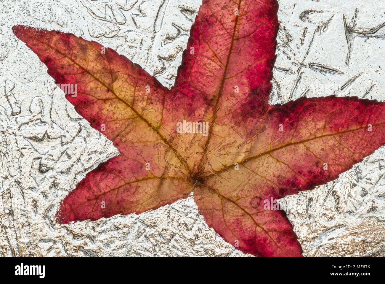 Amber tree leaf frozen in a block of ice Stock Photo - Alamy