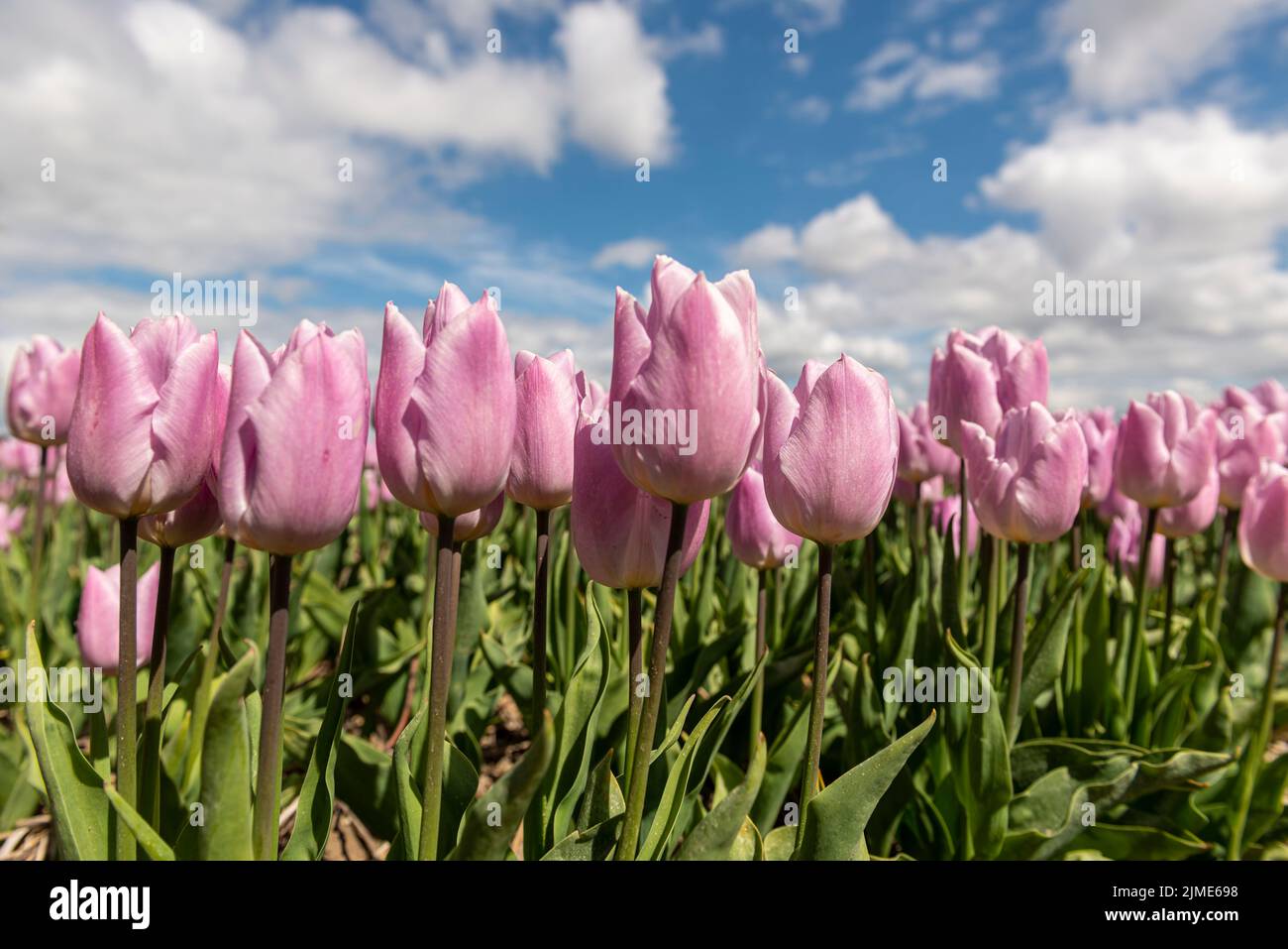 Purple tulips against a blue sky with clouds Stock Photo - Alamy