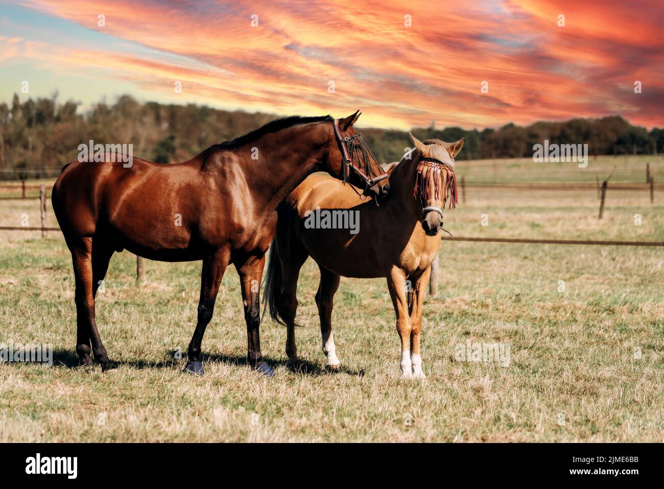 Horse farm. Horses on a horse farm. Horses graze on a horse farm Stock ...
