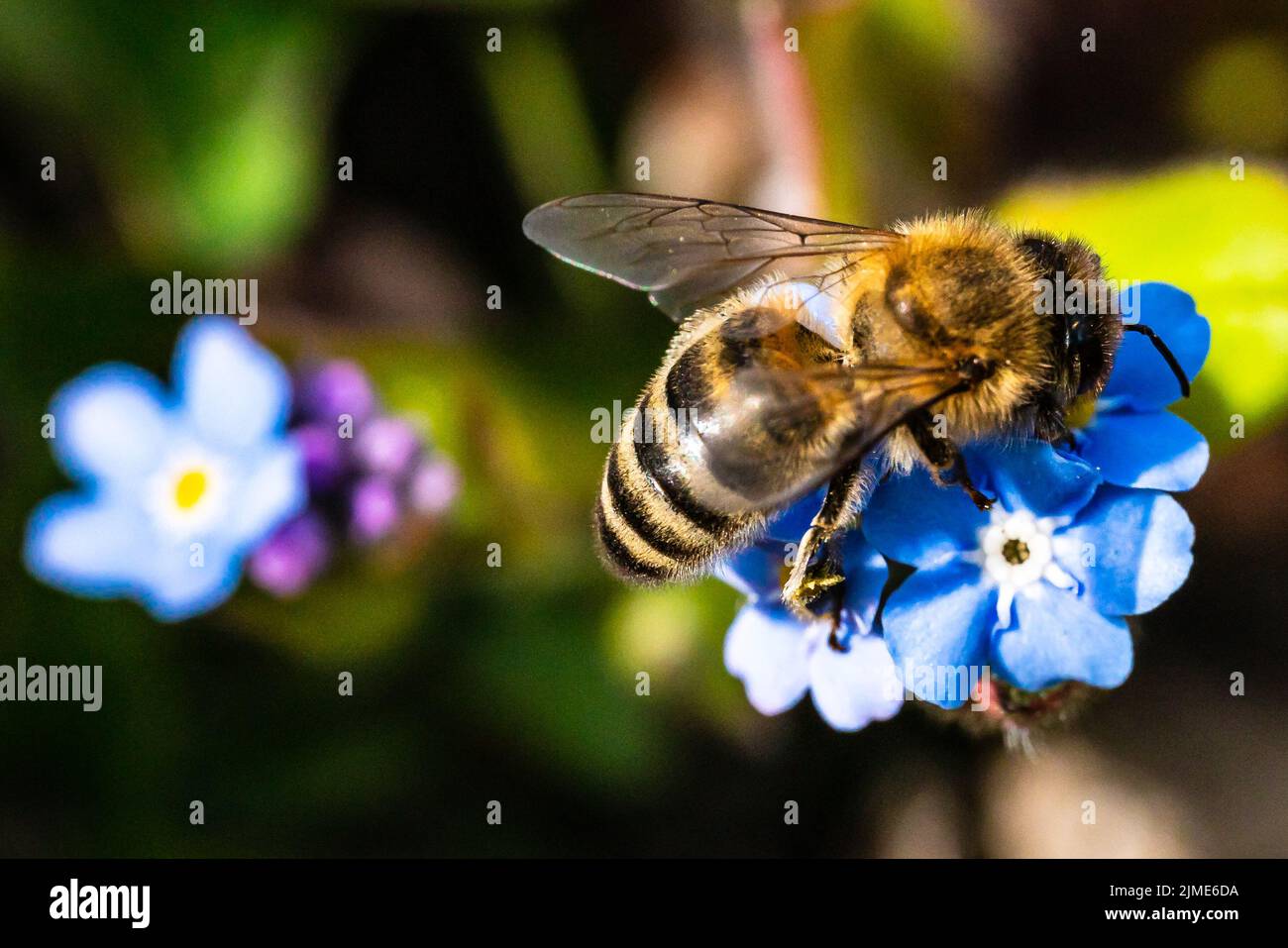 Bee gathering honey nectar hi-res stock photography and images - Alamy