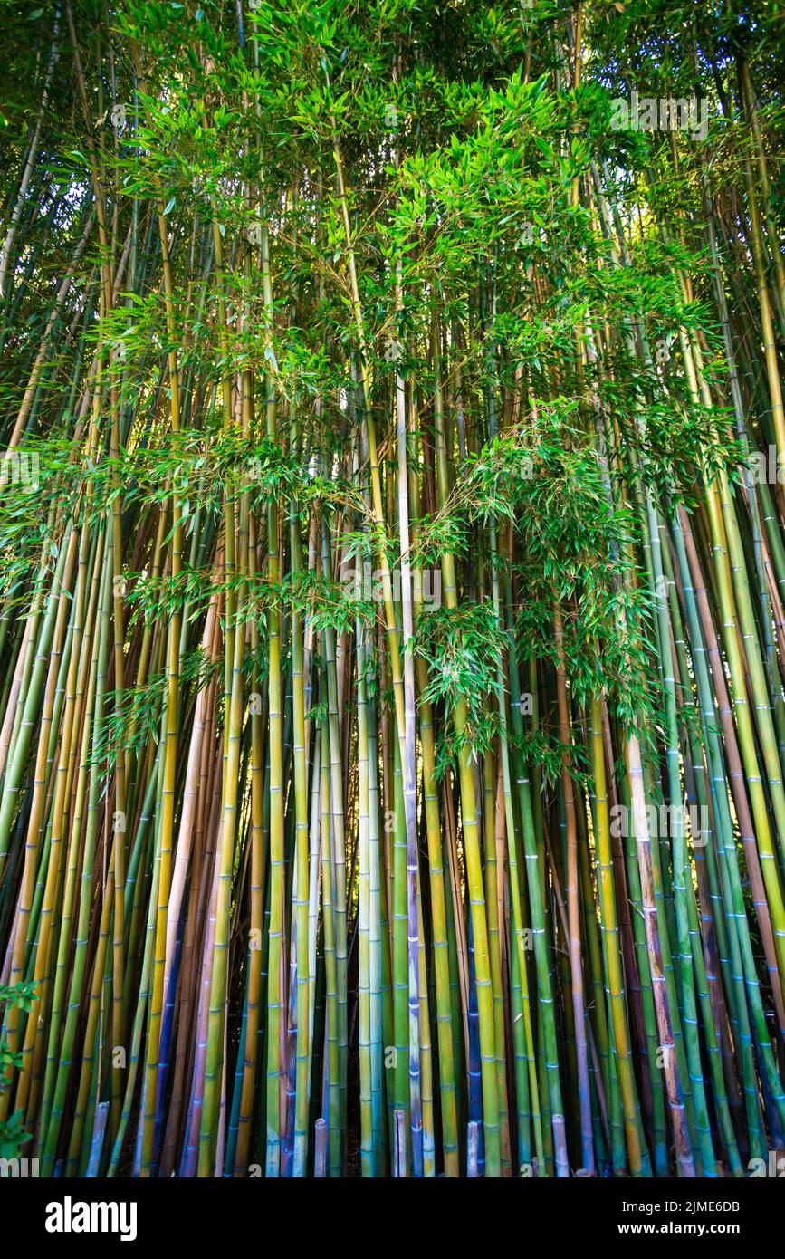Lanscape of bamboo tree in tropical rainforest Stock Photo - Alamy