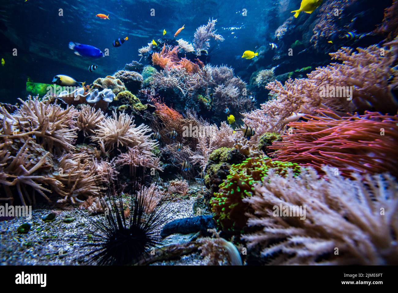 Beautiful underwater view sea hi-res stock photography and images - Alamy