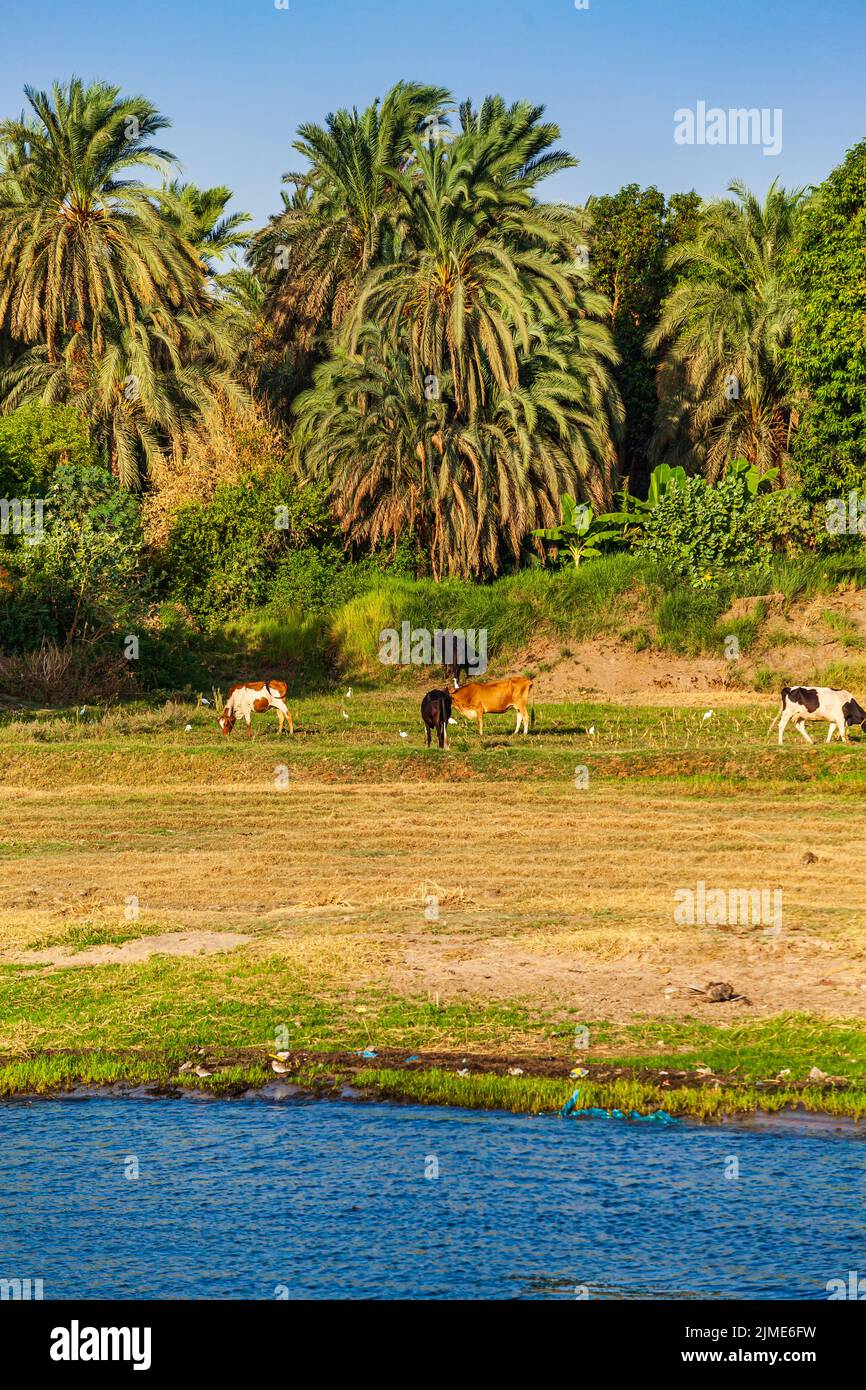 Egypt river landscape hi-res stock photography and images - Alamy