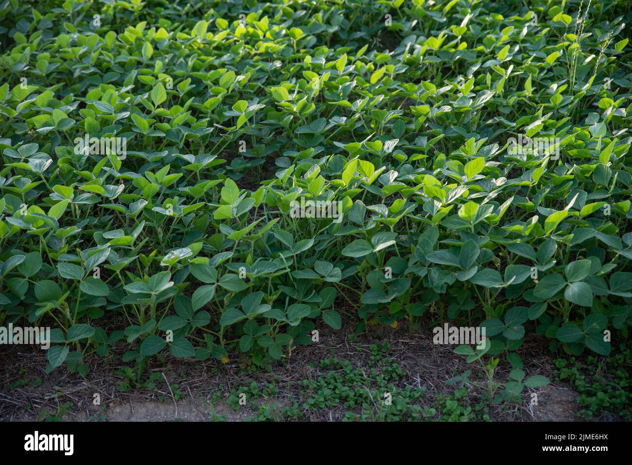 Soybean field ripening spring hi-res stock photography and images - Alamy