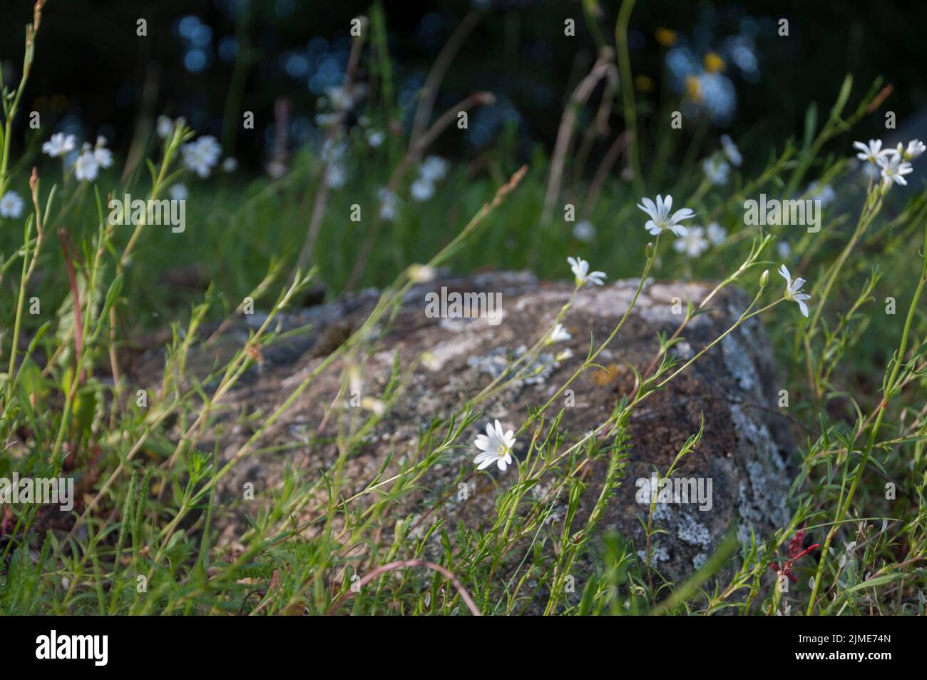 Finnish Wild Flowers/Chickweed Stock Photo - Alamy