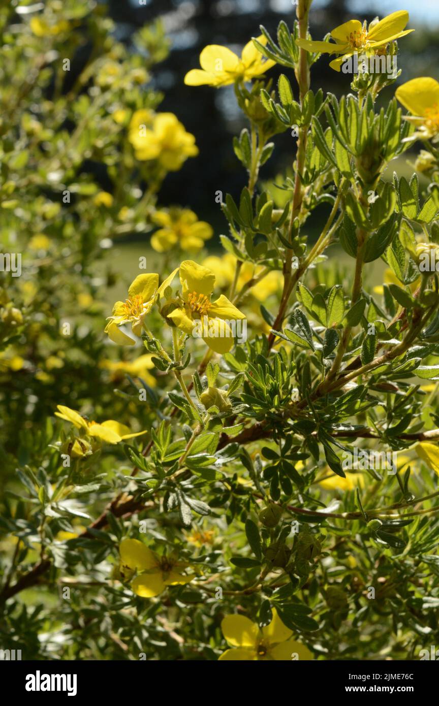 Flowering Bush of Yellow Blooms Stock Photo - Alamy