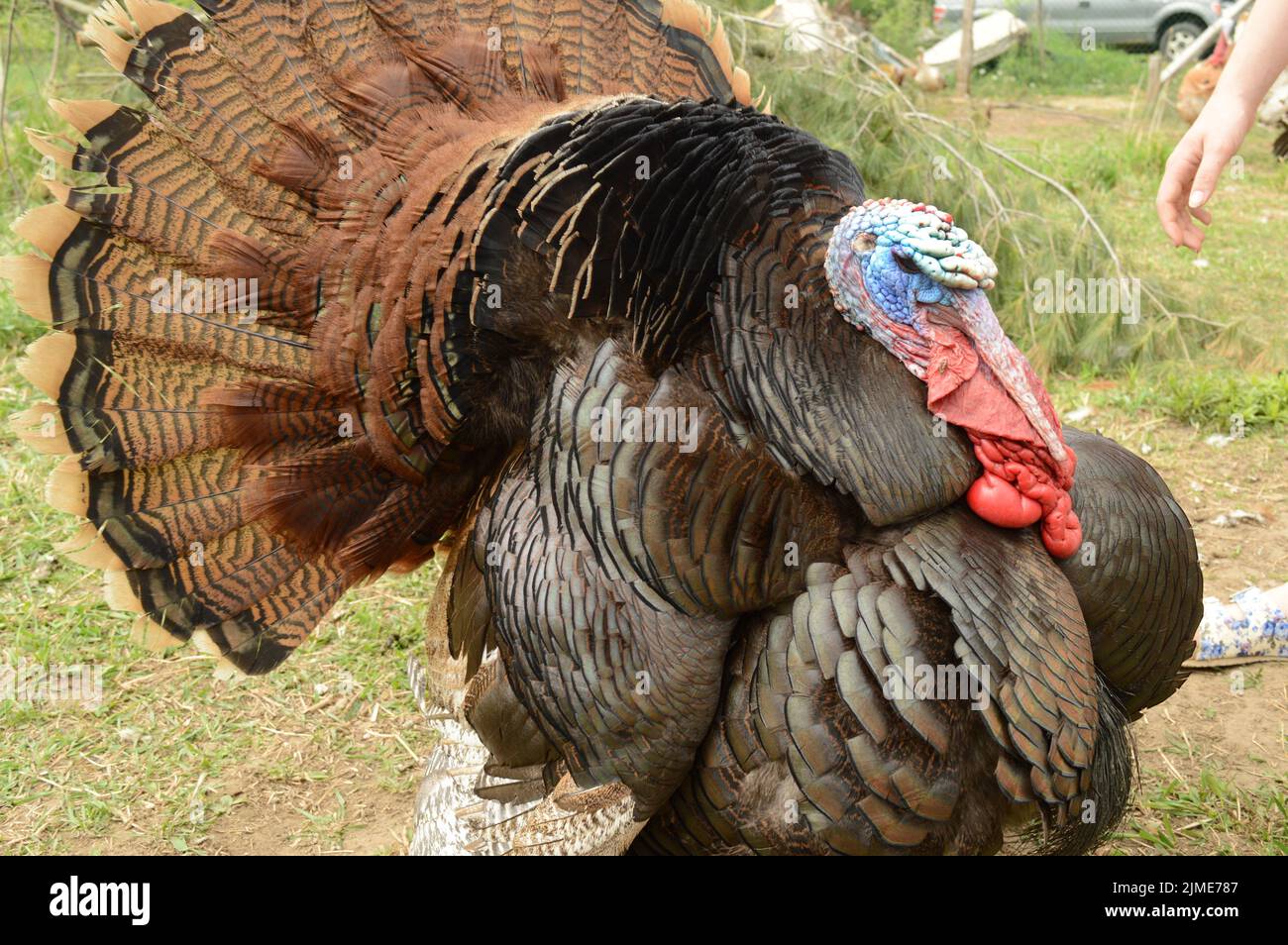 Tom wing hi-res stock photography and images - Alamy